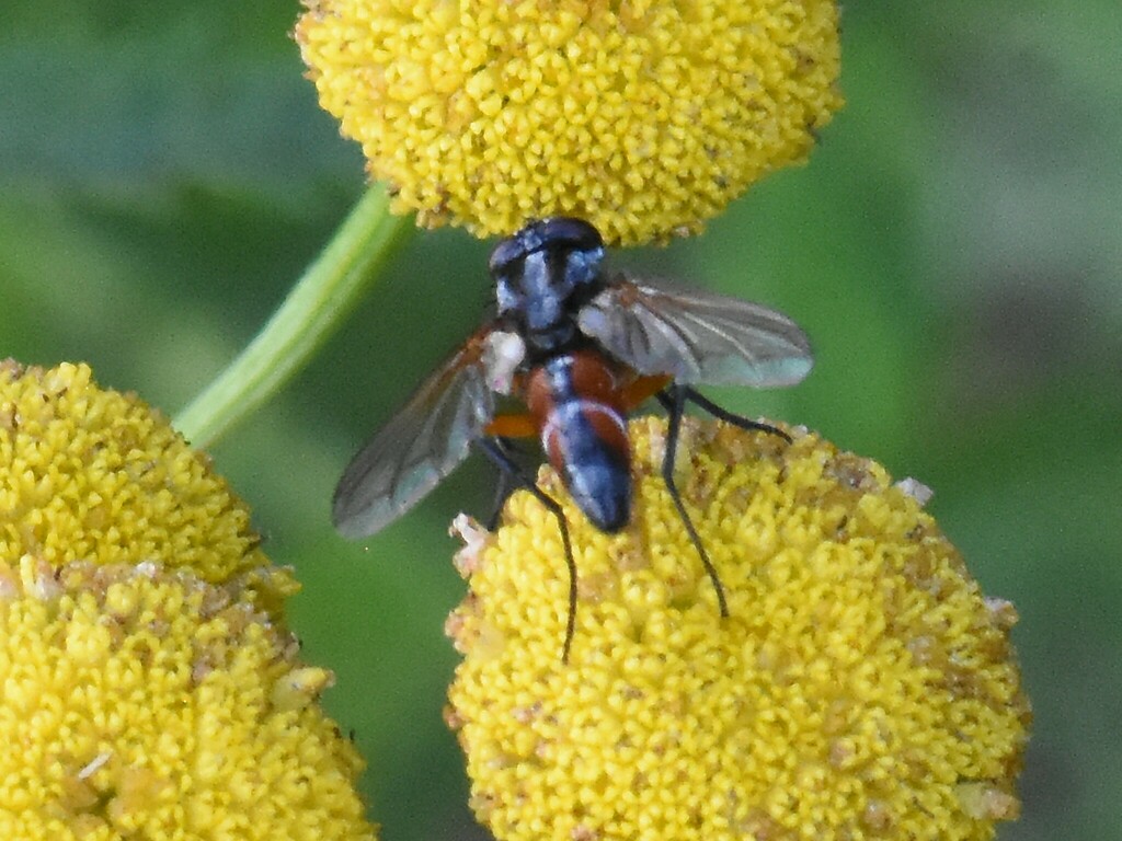 Mintho rufiventris from Groesbeek, Nederland on September 29, 2023 at ...