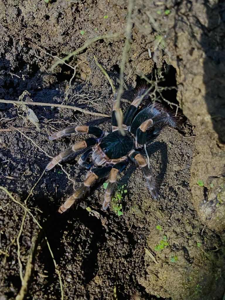 Costa Rican Redleg Tarantula from Vía 619, Província de Puntarenas, CR ...