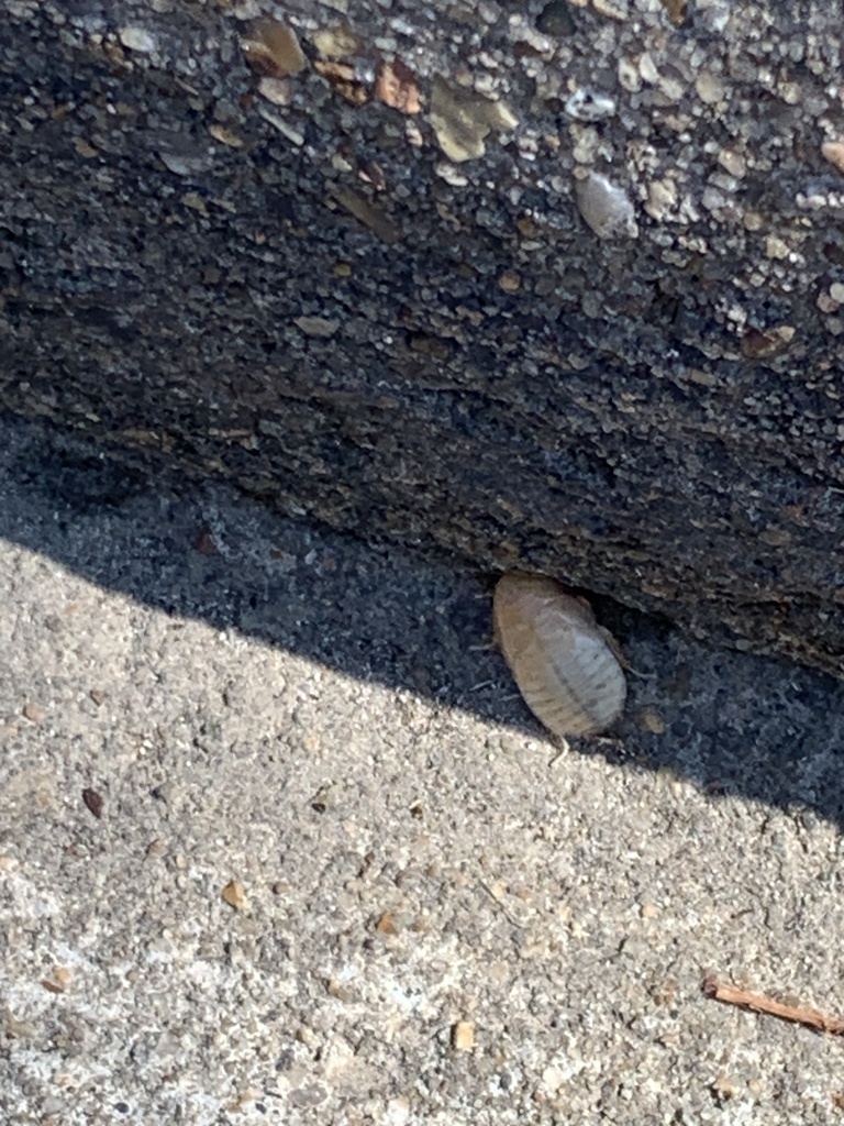 Insects from Honor Dr, Houston, TX, US on October 1, 2023 at 03:12 PM ...