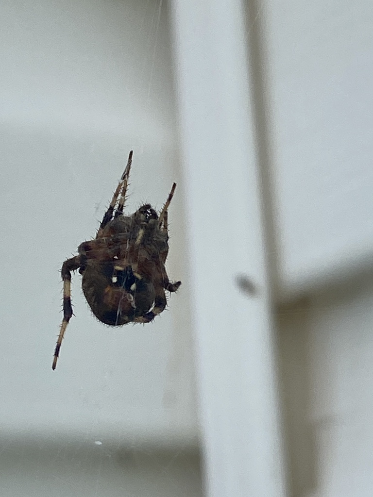 Spotted Orbweavers from Patti Ln, Asheville, NC, US on October 1, 2023 ...