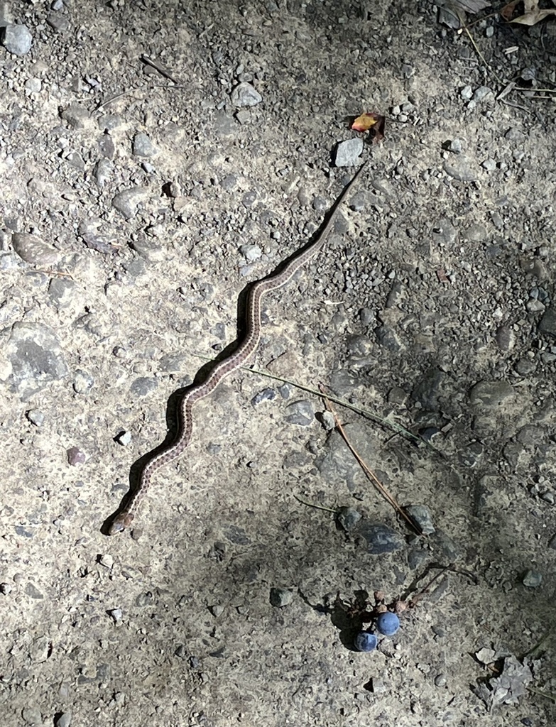 Common Garter Snake from Gould Rd. Owego NY on October 1, 2023 at 01:31 ...