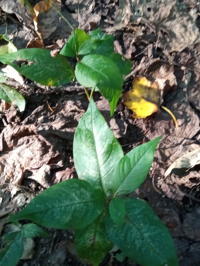 American jumpseed from Rock Creek Park, Washington DC, USA on October 1 ...