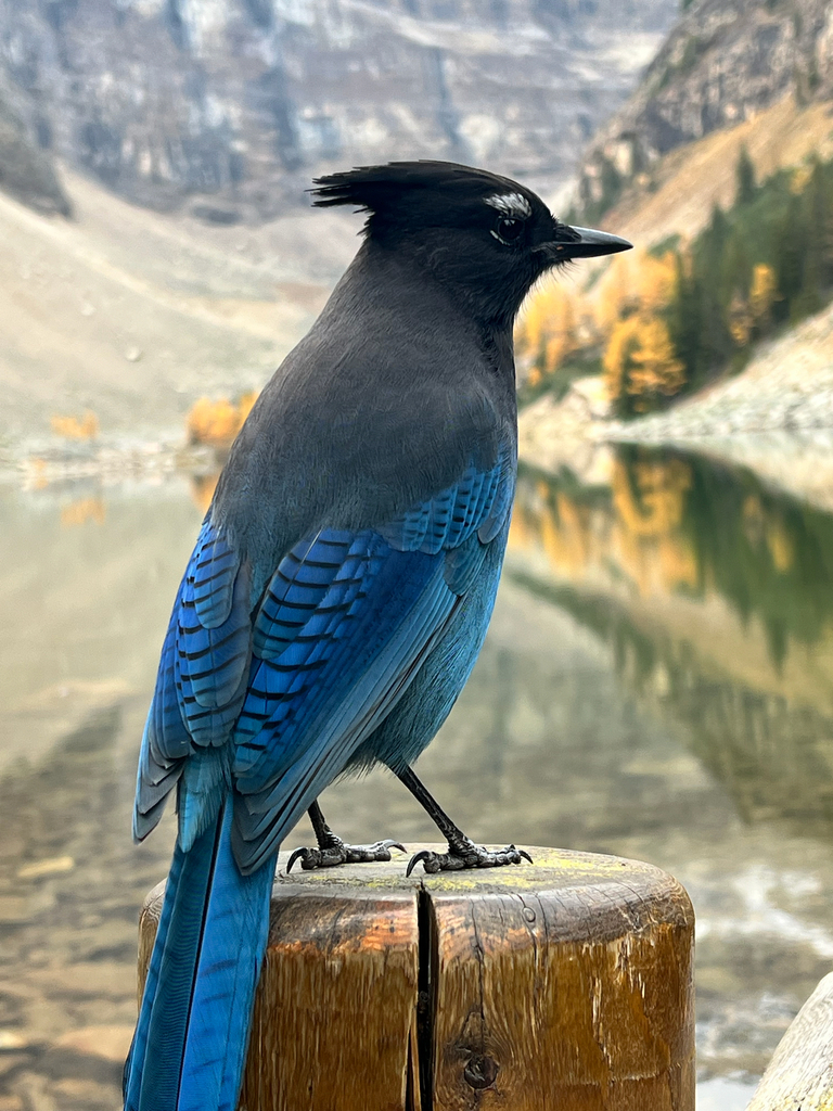 Steller's Jay from Improvement District No. 9 Banff on September 25 ...