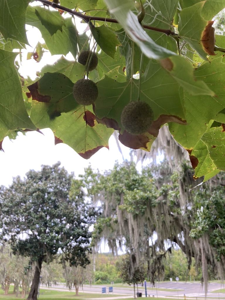 Mexican Sycamore from University of Florida, Gainesville, FL, US on ...