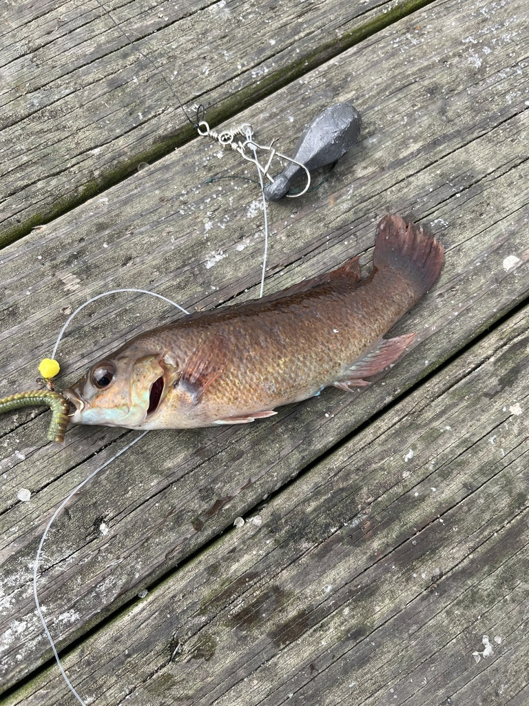 Cunner from Gull Cove, Rockport, MA, US on October 1, 2023 at 11:07 AM ...