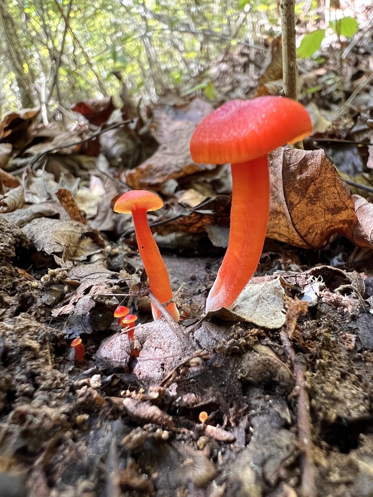 Vermilion Waxcap from Brookeville, MD, US on October 1, 2023 at 02:34 ...