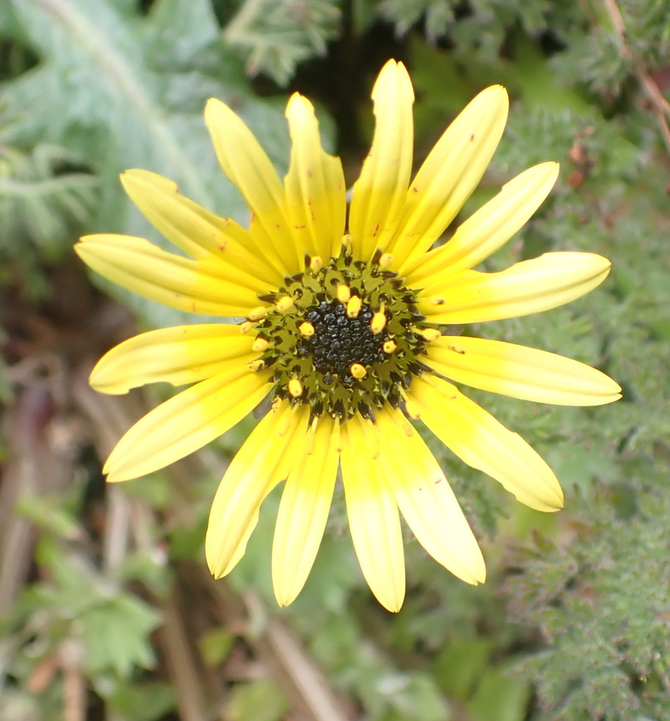 Capeweed from Cape Winelands District Municipality, South Africa on ...