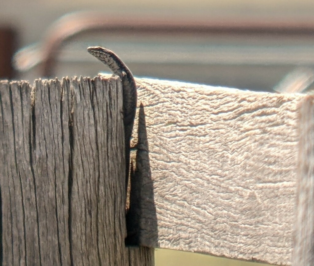 Tree Skink from Elsmore NSW 2360, Australia on September 30, 2023 at 11 ...