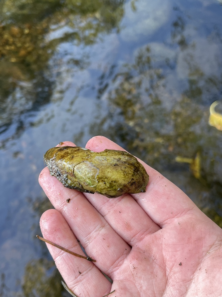 Elktoe from Huron River, Ann Arbor, MI, US on October 1, 2023 at 05:30 ...