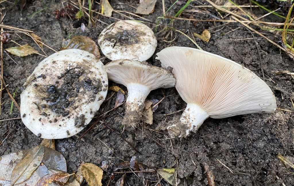 Blushing Milkcap from Boise Greenbelt Trail, Boise, ID, US on October ...