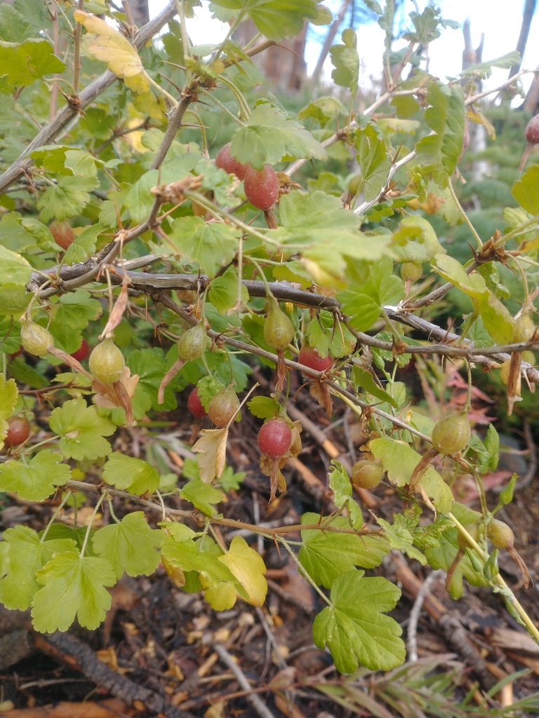 gummy gooseberry from Fort Jones, CA 96032, USA on September 26, 2023 ...