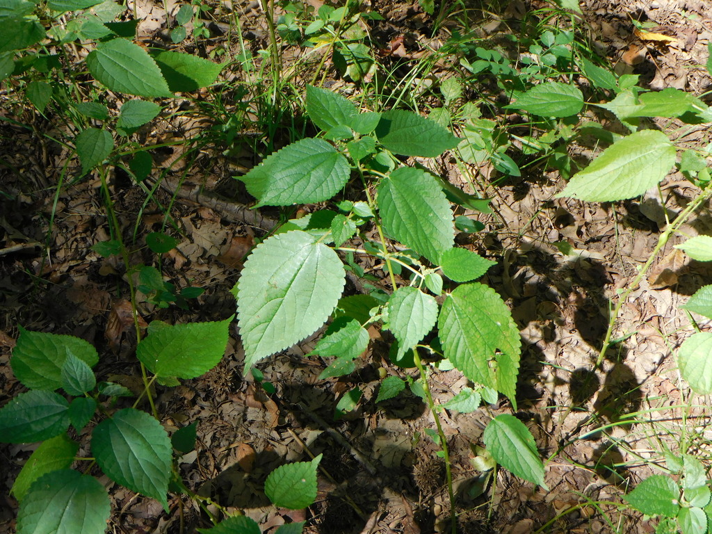false nettle from Morris County, TX, USA on October 1, 2023 at 12:25 PM ...