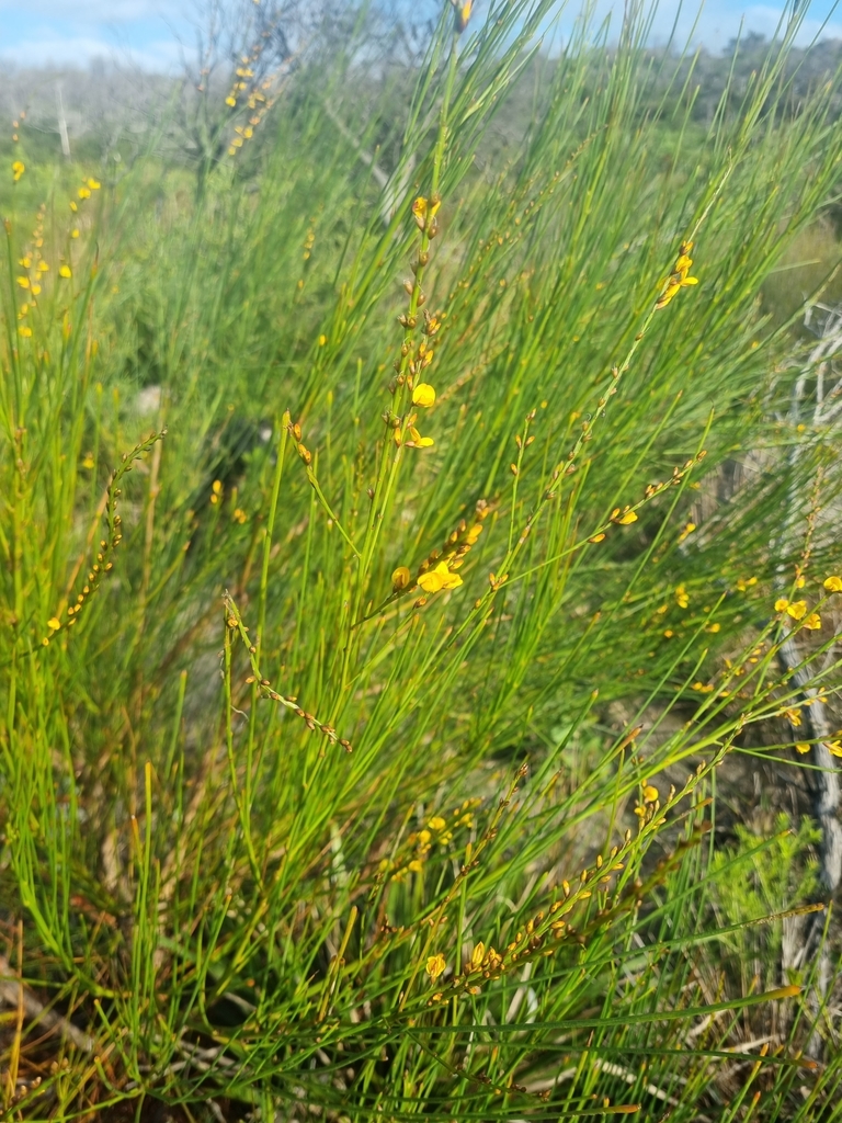 native broom from Manly NSW 2095, Australia on October 2, 2023 at 08:47 ...
