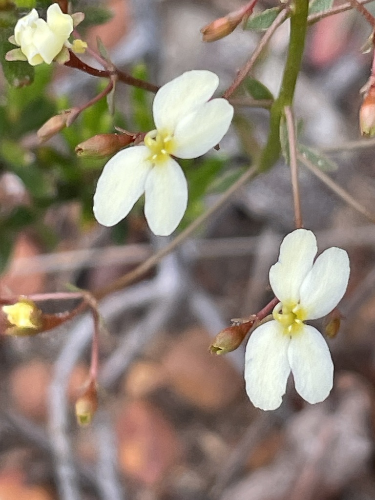 (Stylidium aeonioides) - Botanical Realm