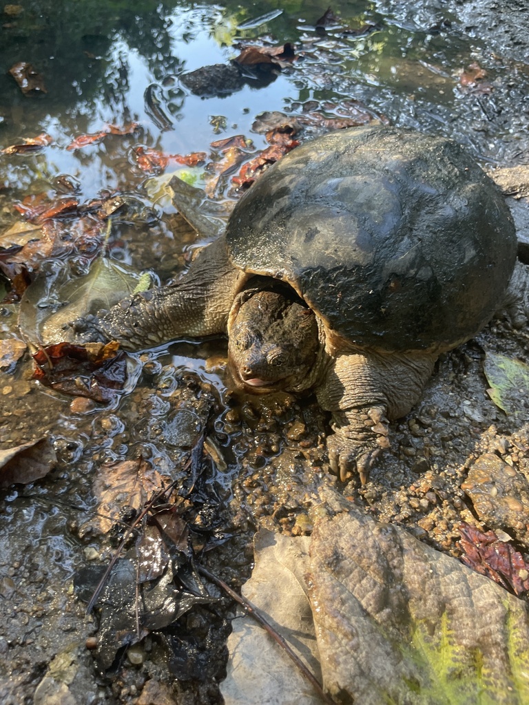 Common Snapping Turtle from Granberry St, Houston, TX, US on October 1 ...