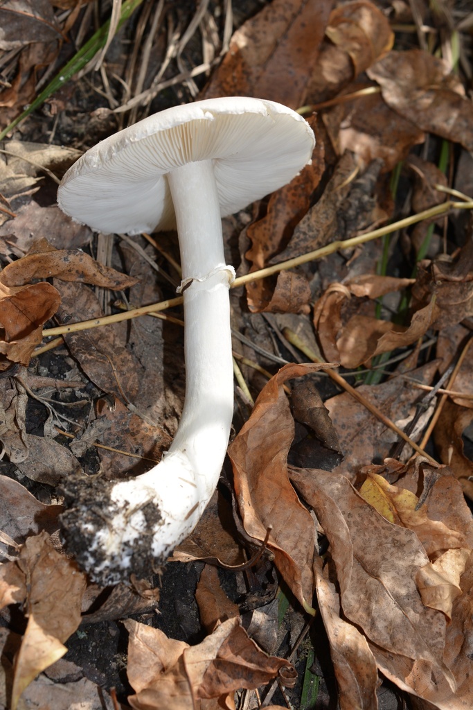 White Dapperling from Rogers, MN, US on October 1, 2023 at 11:27 AM by ...