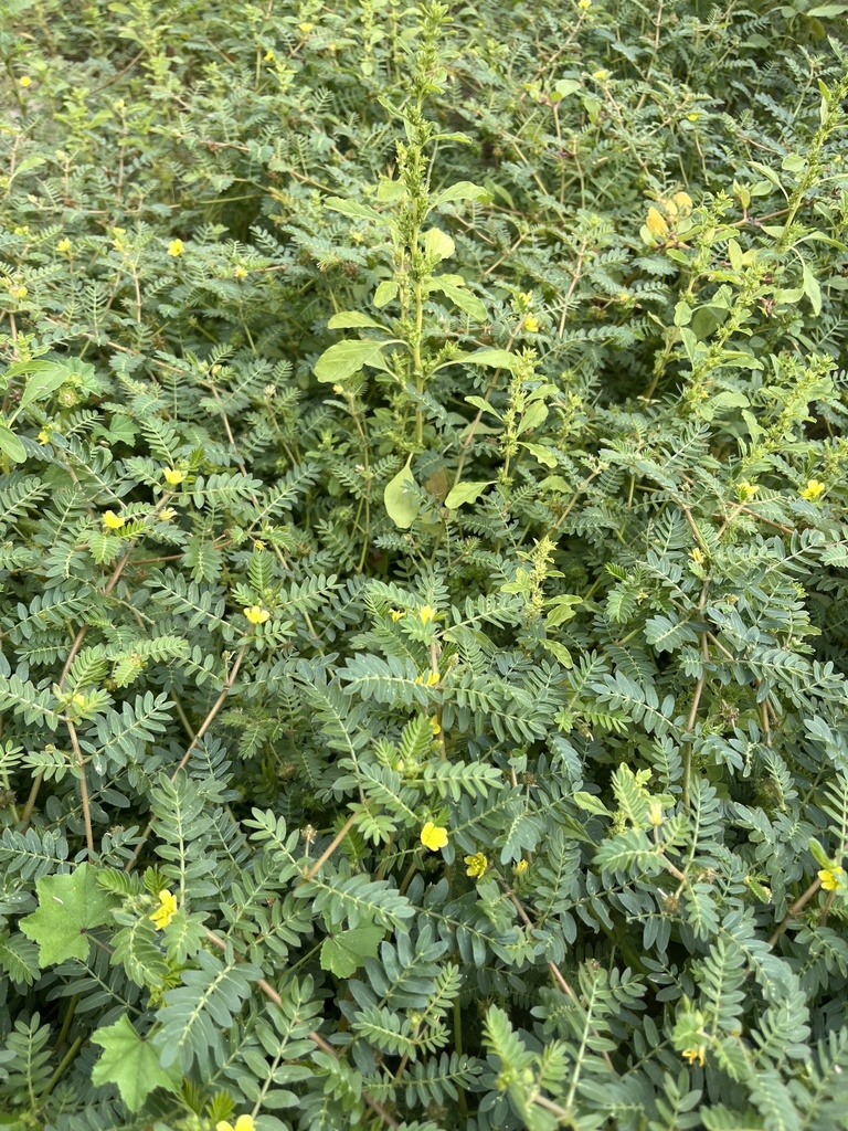 puncture vine from Lipizzan Dr, San Jacinto, CA, US on September 30 ...