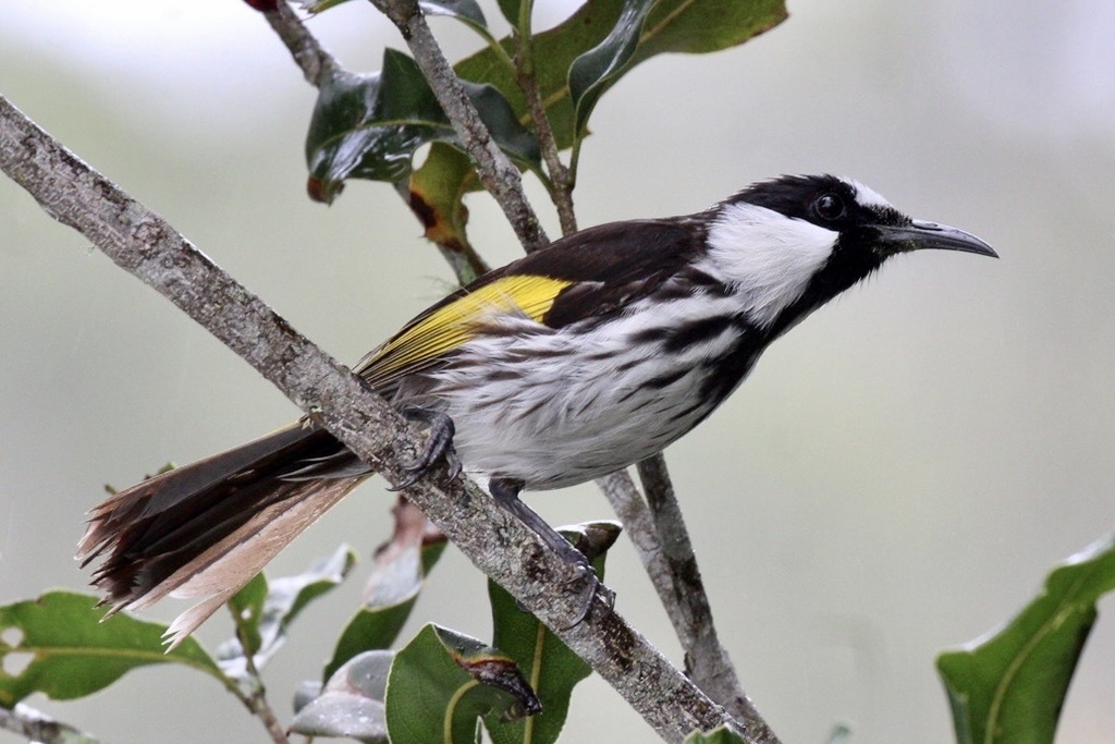 White-cheeked Honeyeater from NRMA Atherton Tablelands Holiday Park ...