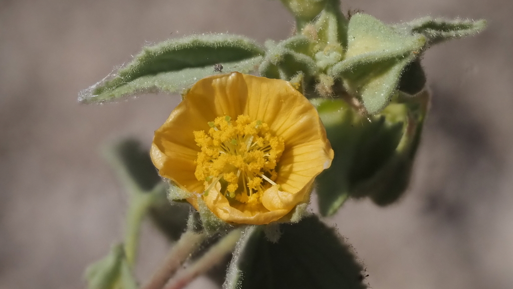 Shrubby Indian Mallow (Abutilon abutiloides) - Botanical Realm