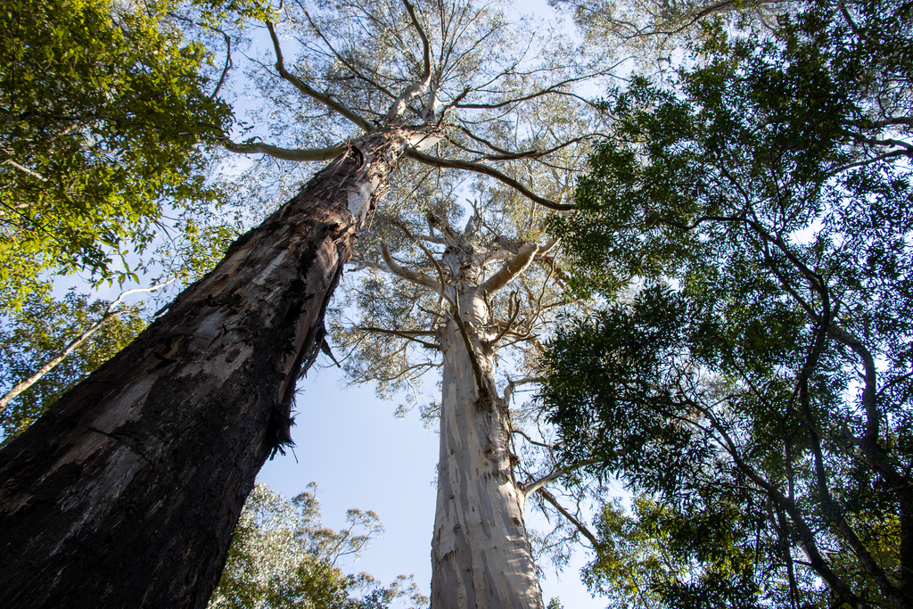 Australian Mountain Ash from Cape Otway VIC 3233, Australia on ...