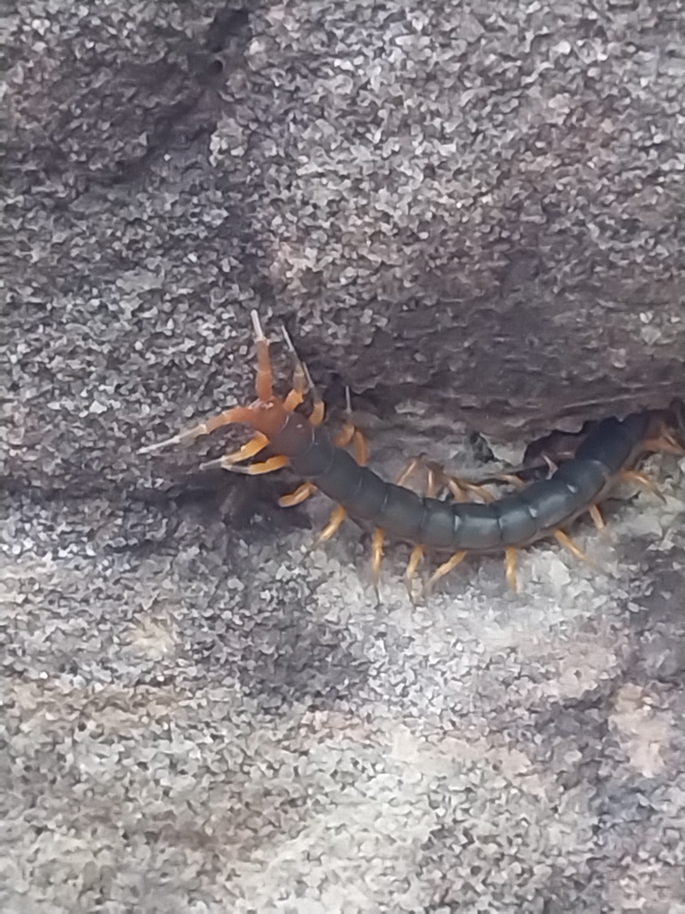 Chinese Red-headed Centipede from 112台灣台北市北投區永欣里 on October 1, 2023 at ...