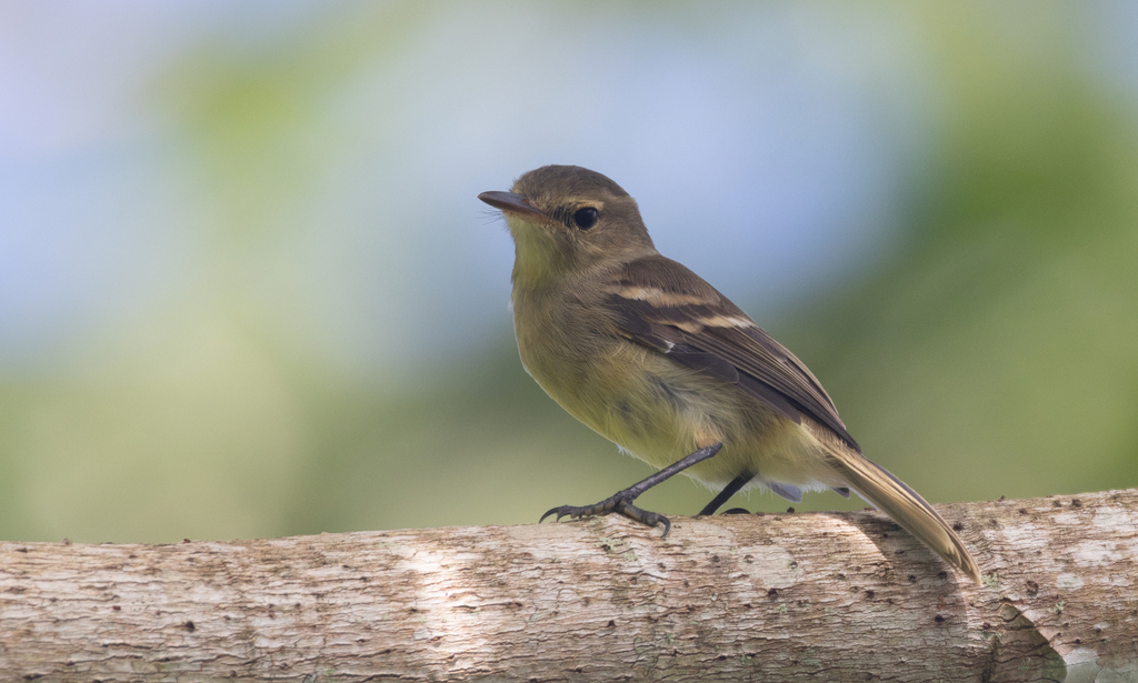 Cocos Flycatcher in September 2023 by Chris Wood · iNaturalist