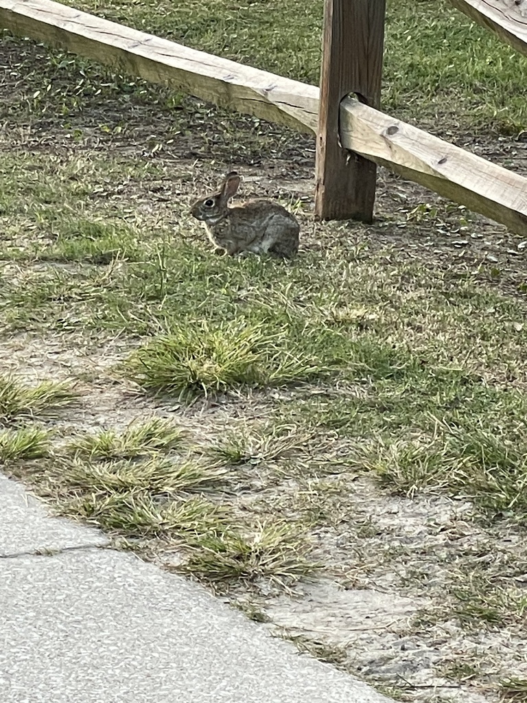 Eastern Cottontail from Huntington Beach State Park, Murrells Inlet, SC ...