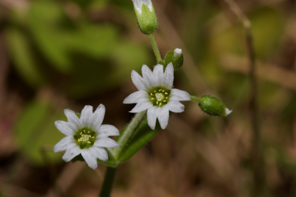Short-stalked Chickweed (Wildlife and Wildflowers of Texas - Plants Pt ...