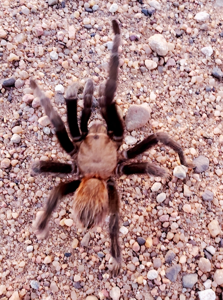Texas Brown Tarantula from Aetna, KS, USA on September 30, 2023 at 07: ...