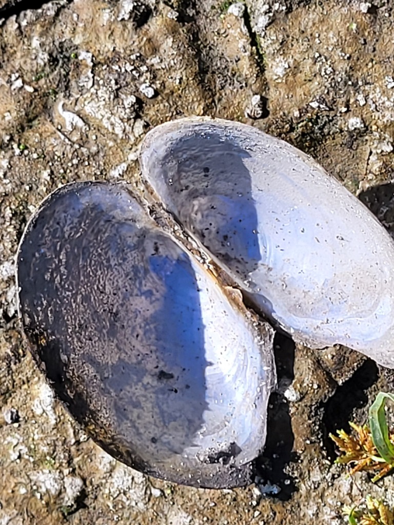 Giant Floater from BL dried lake bottom on October 1, 2023 at 12:03 PM ...