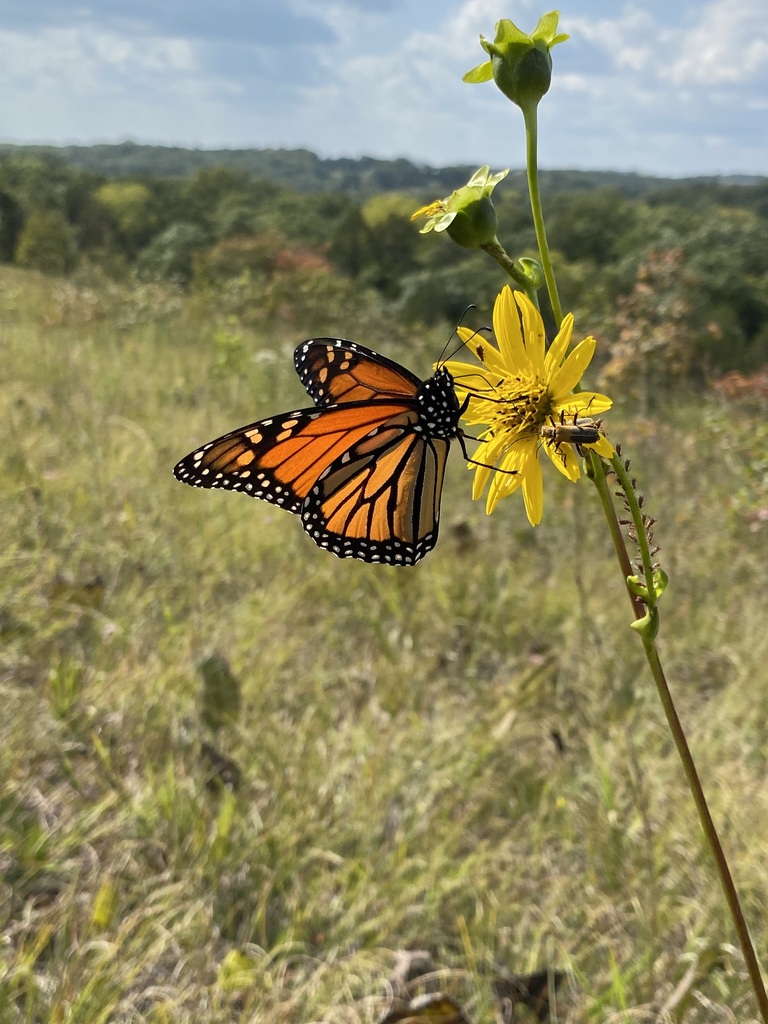 prairie dock in September 2023 by jim. Being fed on by a monarch ...