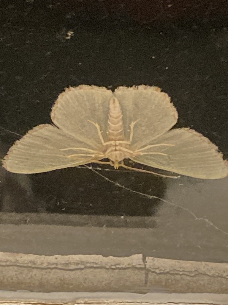 Common Tan Wave from Long Island, Stony Brook, NY, US on October 1 ...