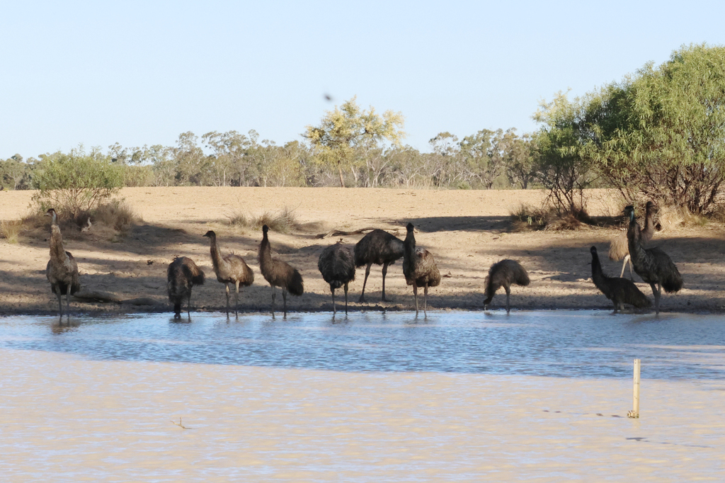 Emu from Bowra Wildlife Sanctuary - Back Dam, Cunnamulla QLD 4490 ...