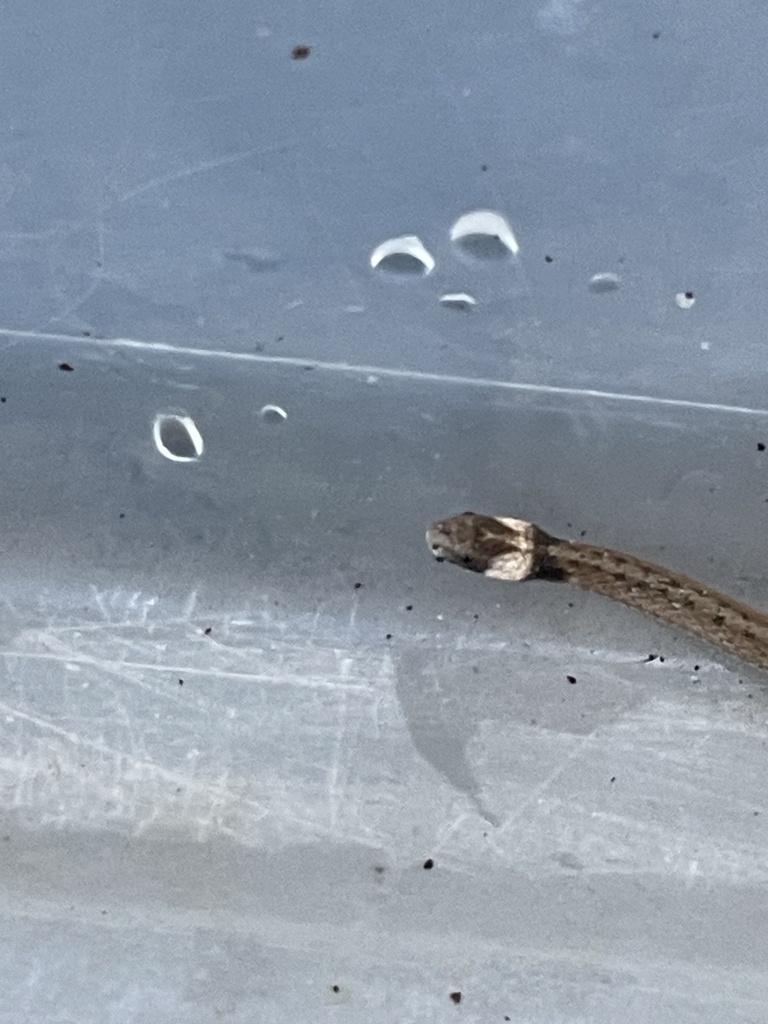Florida Brownsnake from Seventh St, Clermont, FL, US on October 1, 2023 ...