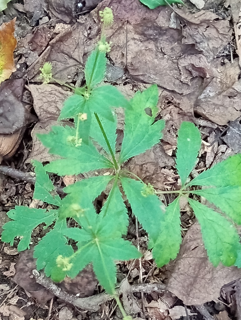Clustered Sanicle from Rock Creek Park, Washington DC, USA on October 1 ...