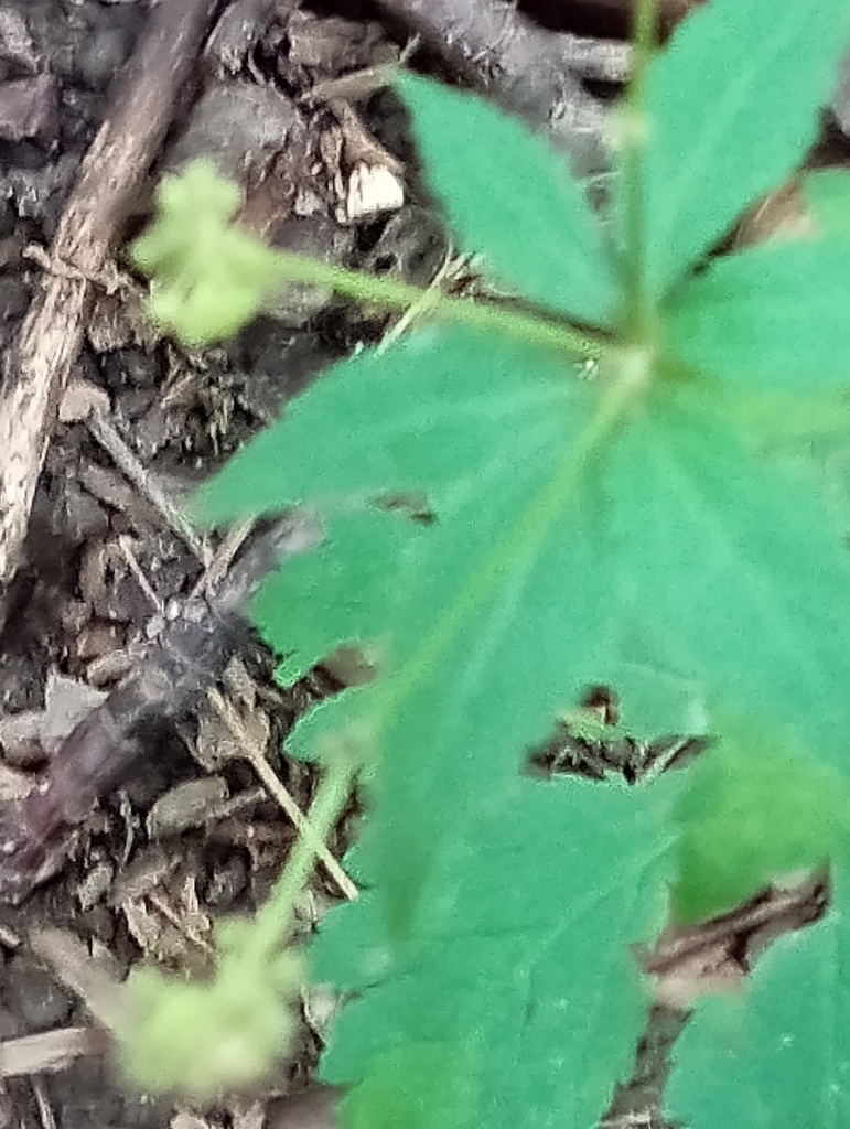 Clustered Sanicle from Rock Creek Park, Washington DC, USA on October 1 ...