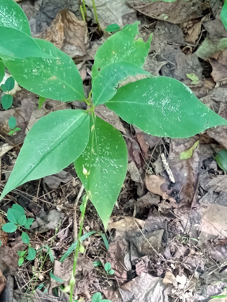 American jumpseed from Rock Creek Park, Washington DC, USA on October 1 ...