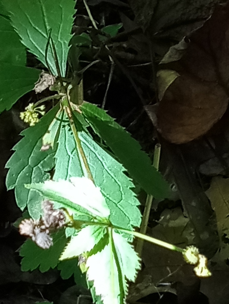 Clustered Sanicle from Rock Creek Park, Washington DC, USA on October 1 ...