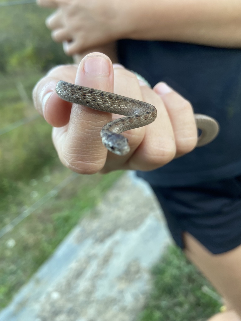 DeKay's Brownsnake from Little Beaver Rd, Calvin, WV, US on October 1 ...