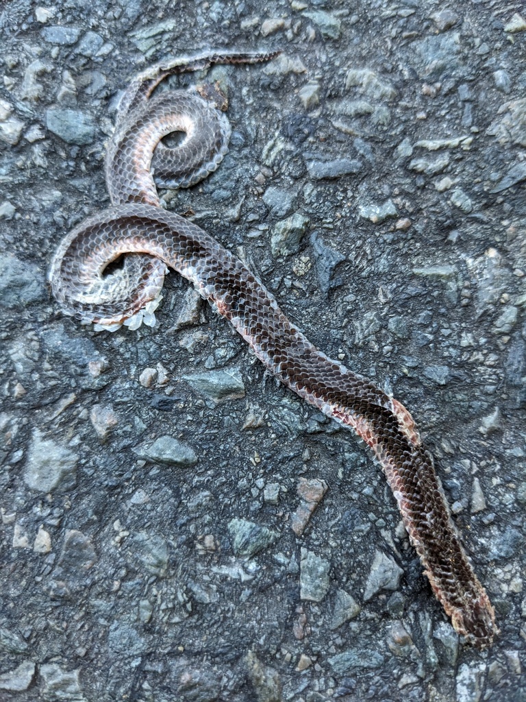 Eastern Worm Snake from Goochland County, VA, USA on September 30, 2023 ...