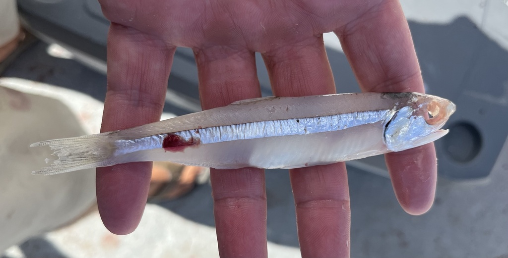 Striped Anchovy from Gulf of Mexico on October 1, 2023 at 10:17 AM by ...