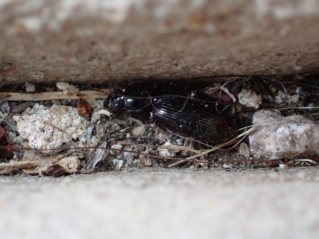Agonum punctiforme from Mt Vernon, MO 65712, USA on September 29, 2023 ...