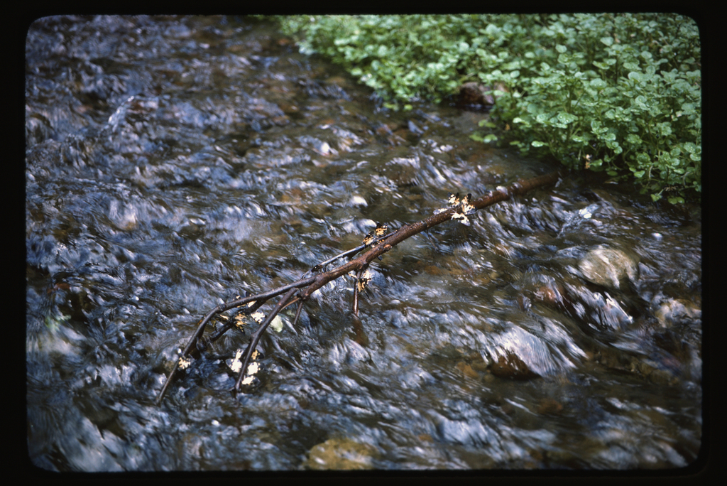 Butterflies from Ecuador on August 15, 1977 by Jef Boeke · iNaturalist
