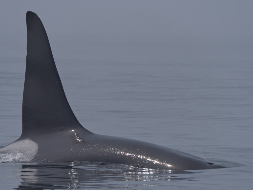 Orca on July 22, 2023 at 02:42 PM by Kent Ross. Local orca known as Old ...