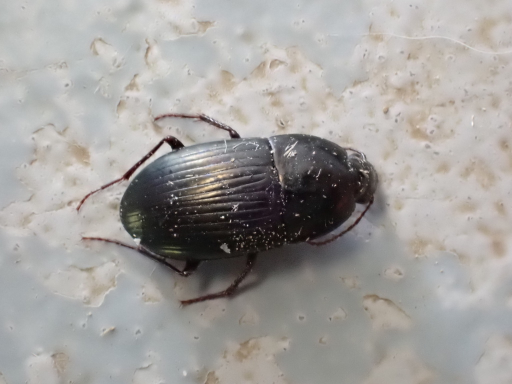 Oodes from Franklin County, MO, USA on October 1, 2023 at 11:54 AM by ...