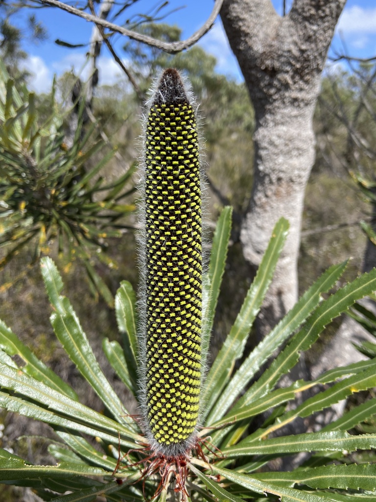 Candlestick Banksia (Banksia attenuata) - Botanical Realm