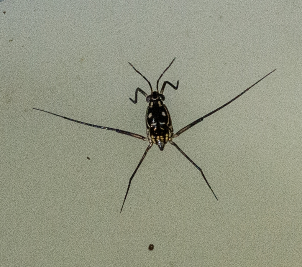 Trepobates from River Pines on September 30, 2023 at 03:53 PM by Janie ...