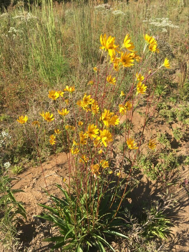 Longleaf Sunflower from Jackson County, AL, USA on September 30, 2023 ...