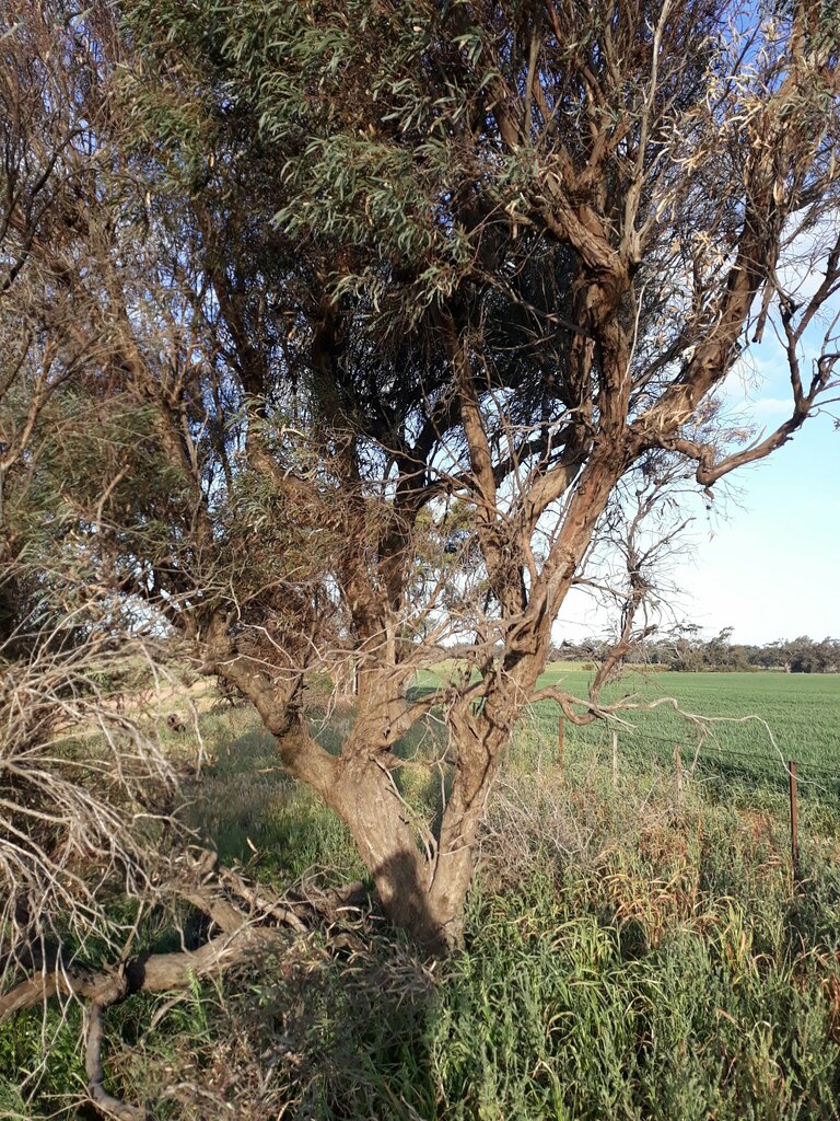 Blue Mallee from Brim VIC 3391, Australia on September 27, 2019 at 05: ...