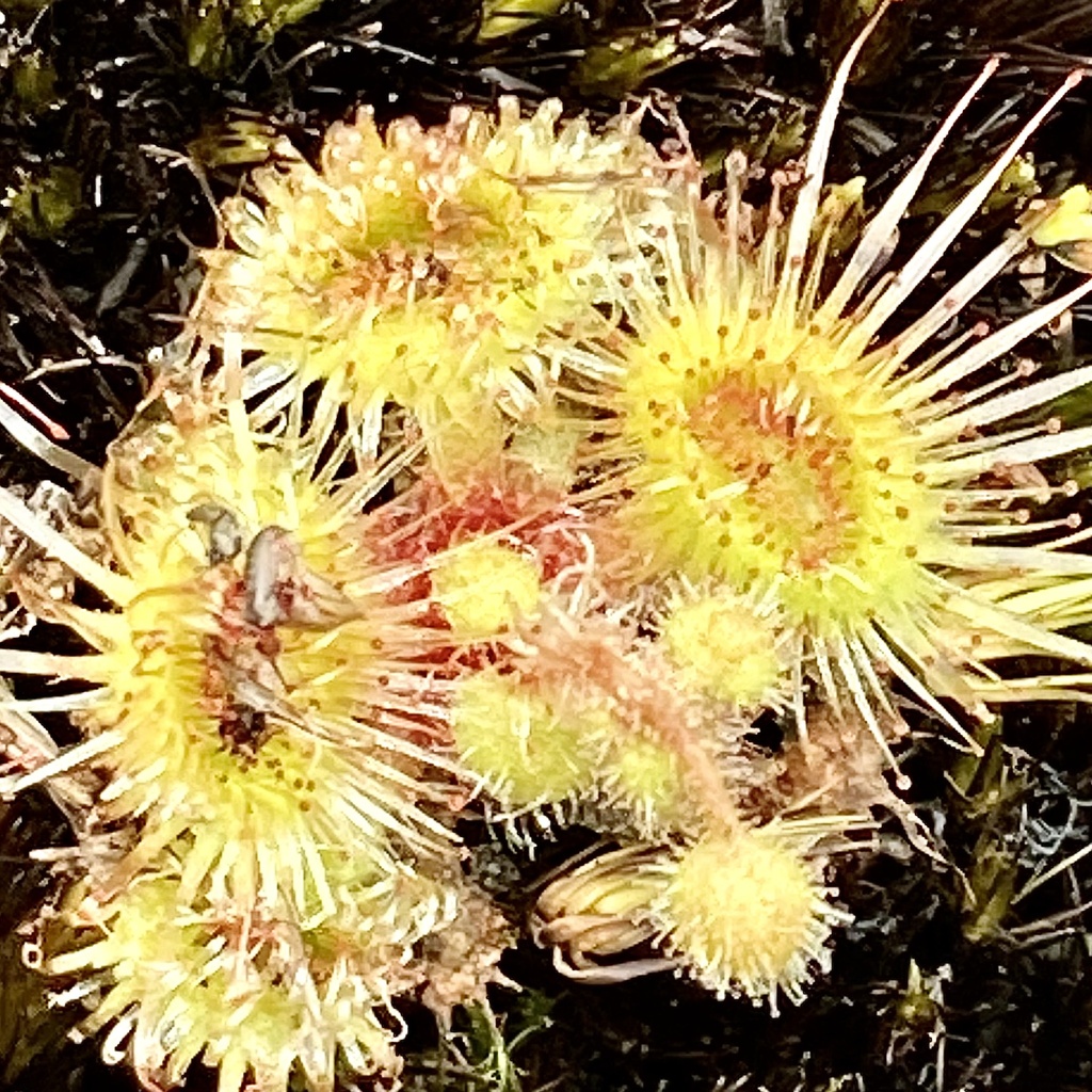 Pimpernel sundew from Mount Roe National Park, Trent, WA, AU on ...